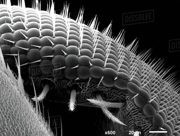 Magnified fruit fly - Stock Photo - Dissolve