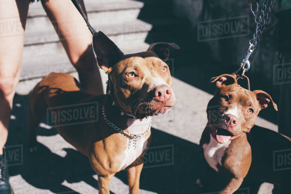 Portrait of two pit bull terriers on urban stairwell - Royalty-free ...
