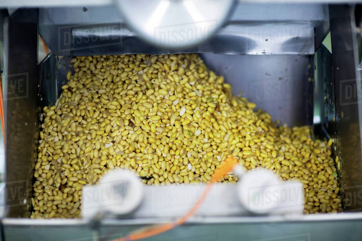 Organic tofu production factory - Royalty-free Stock Photo | Dissolve