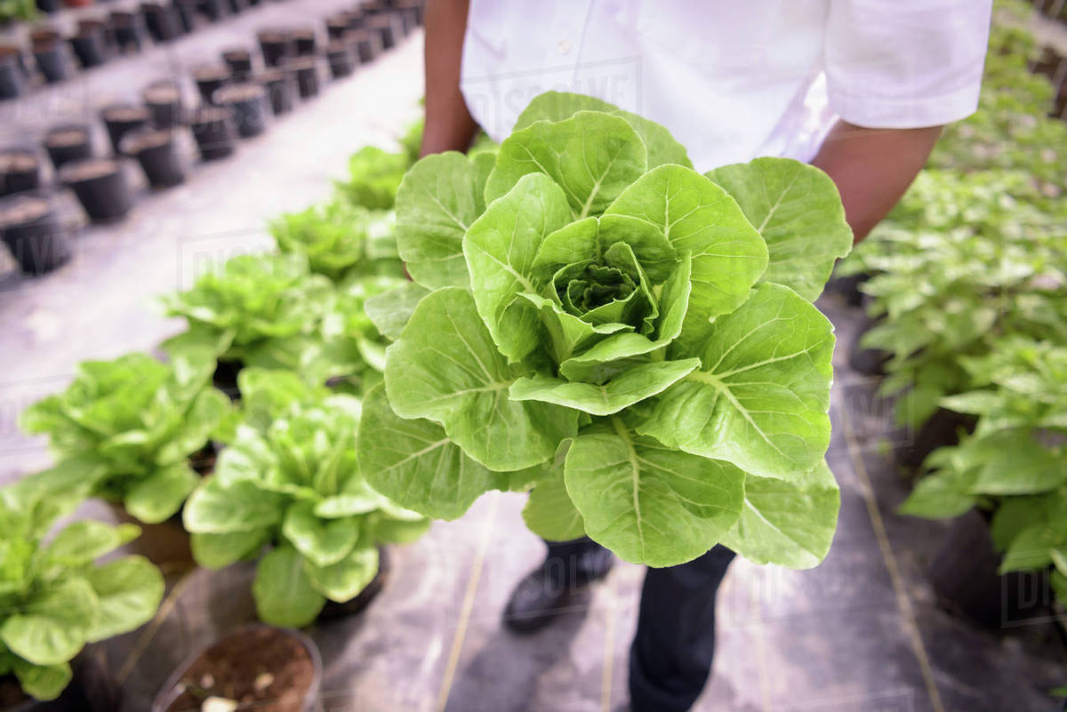 Worker holding romaine lettuce in Hydroponic farm in Nevis, West Indies ...