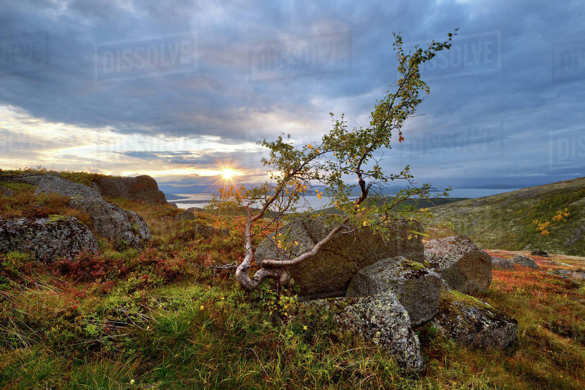Twisted tree and distant Lake Imandra, Khibiny mountains, Kola ...