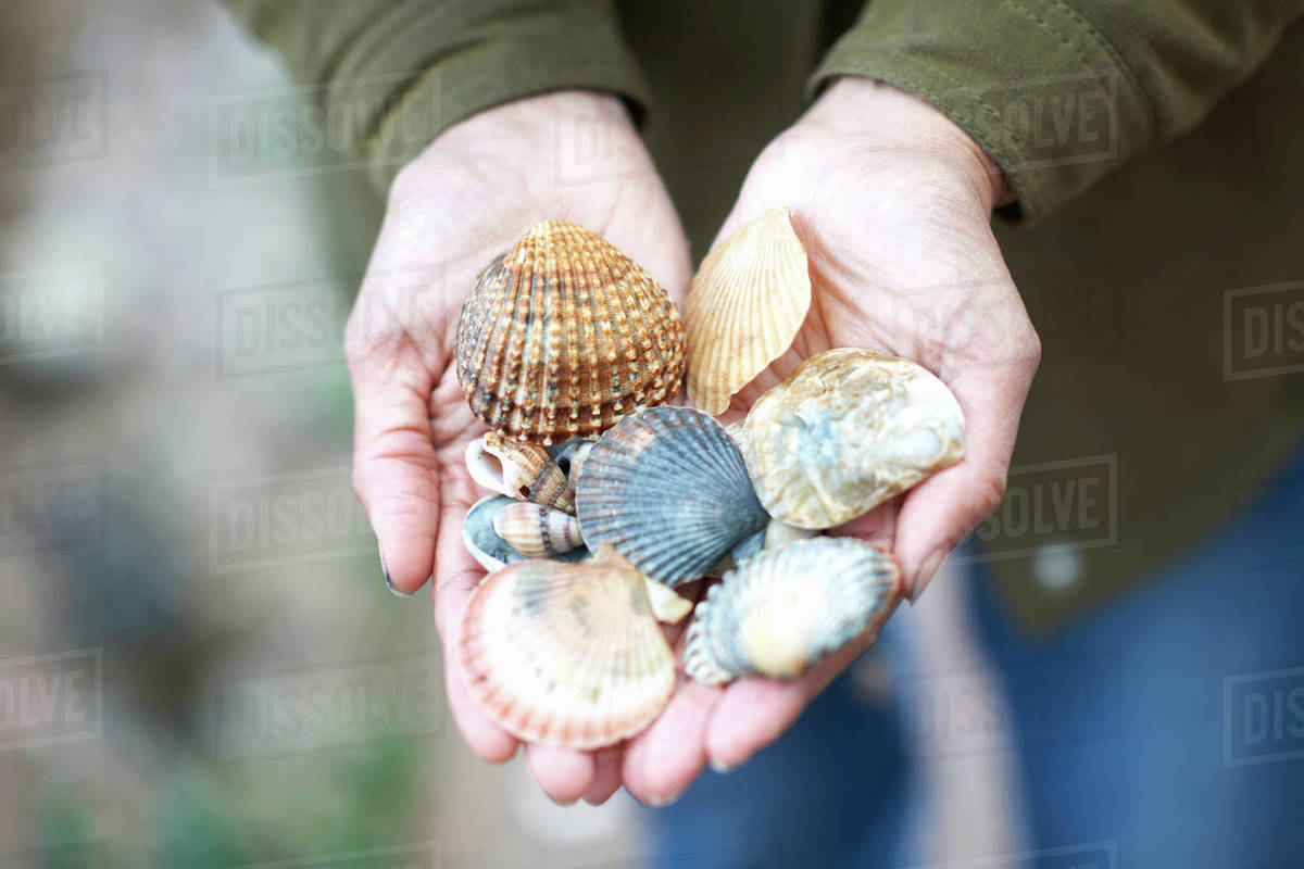 Woman's hands holding seashells, Devon, UK - Royalty-free Stock Photo ...