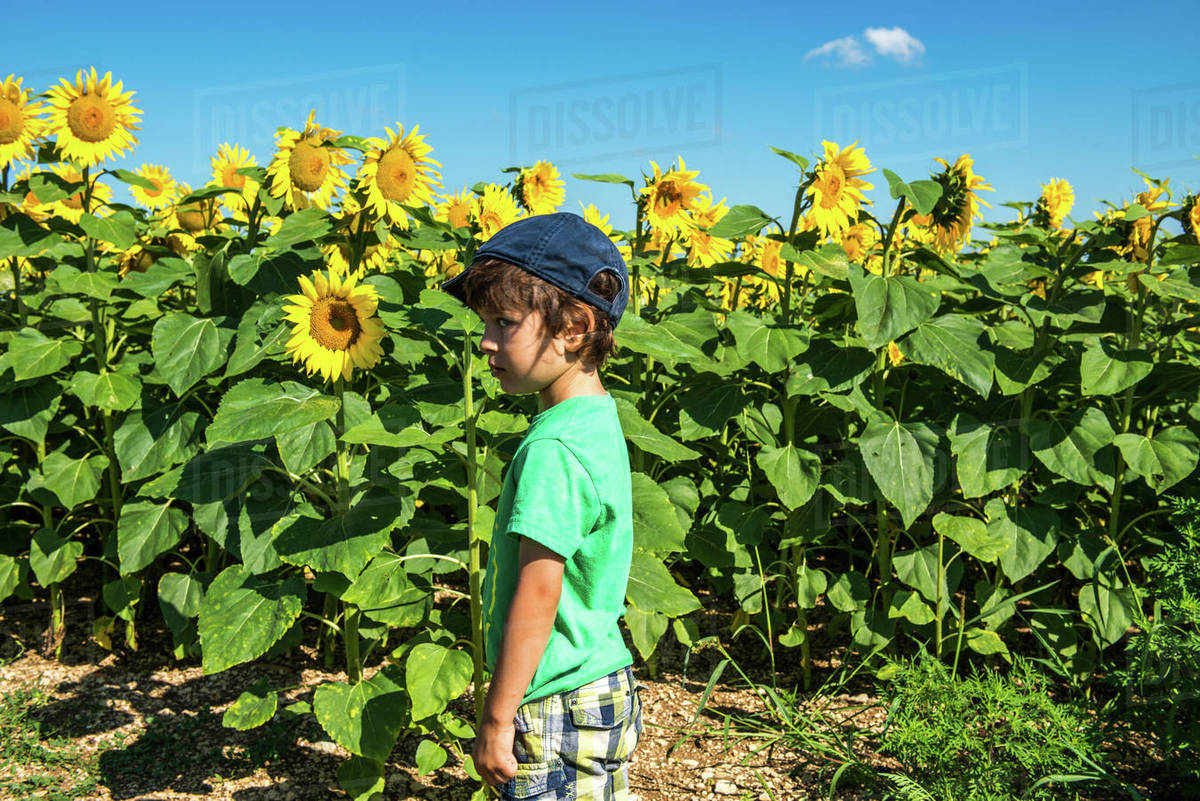 Boy standing in front of sunflower field, France - Royalty-free Stock ...