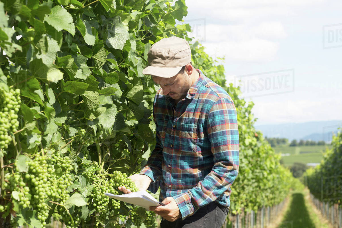 Farmer by plant crops looking at paperwork - Royalty-free Stock Photo ...