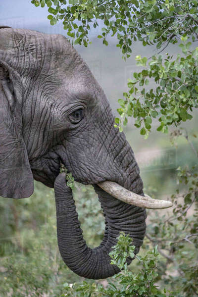 Wild African Elephant eating leaves, Hluhluwe-Imfolozi Park, South ...