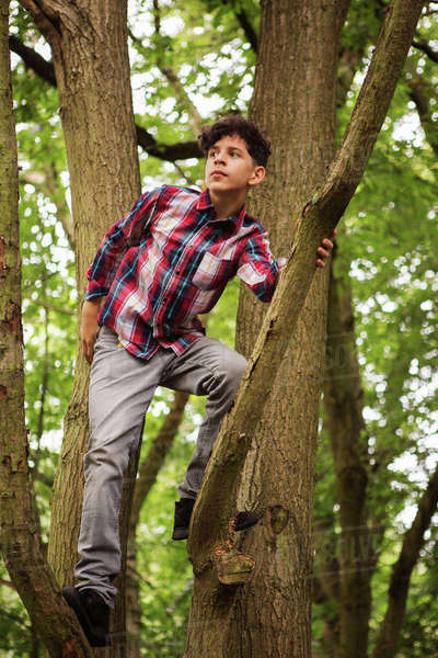 Portrait of teenage boy standing in tree - Royalty-free Stock Photo ...