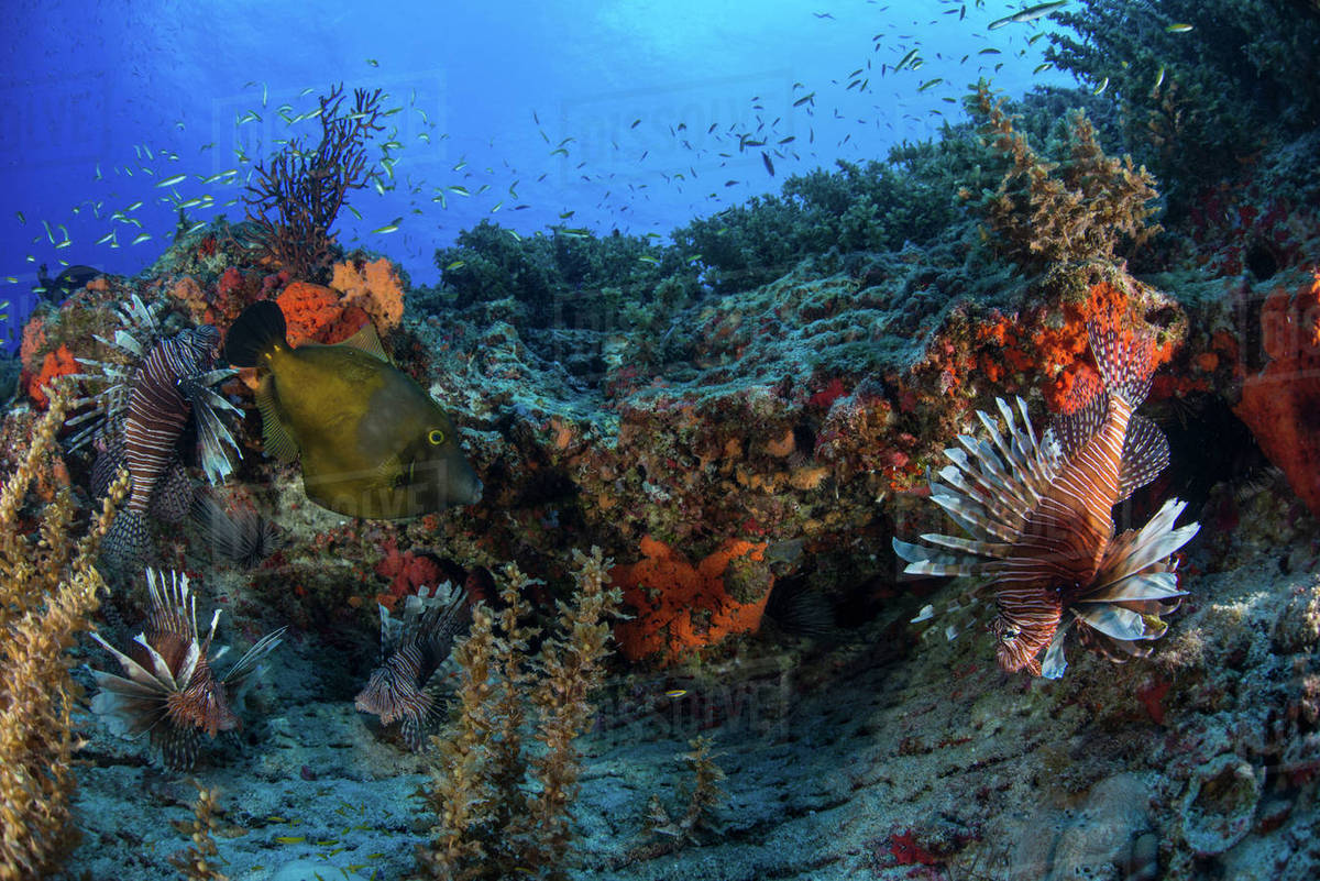 Lionfish by reef, Cancun, Mexico - Royalty-free Stock Photo | Dissolve