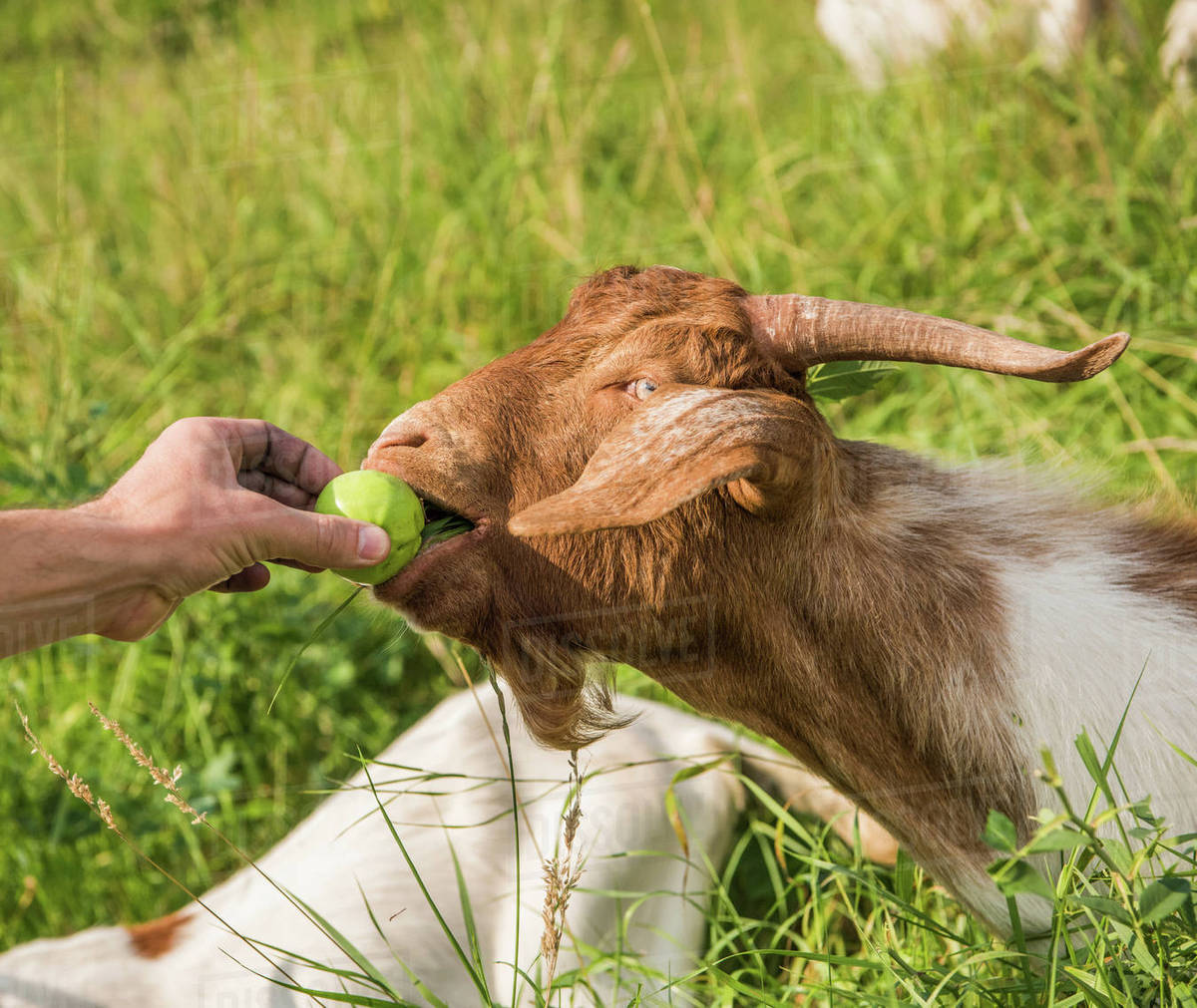 Cropped view of man feeding goat with apple - Royalty-free Stock Photo ...