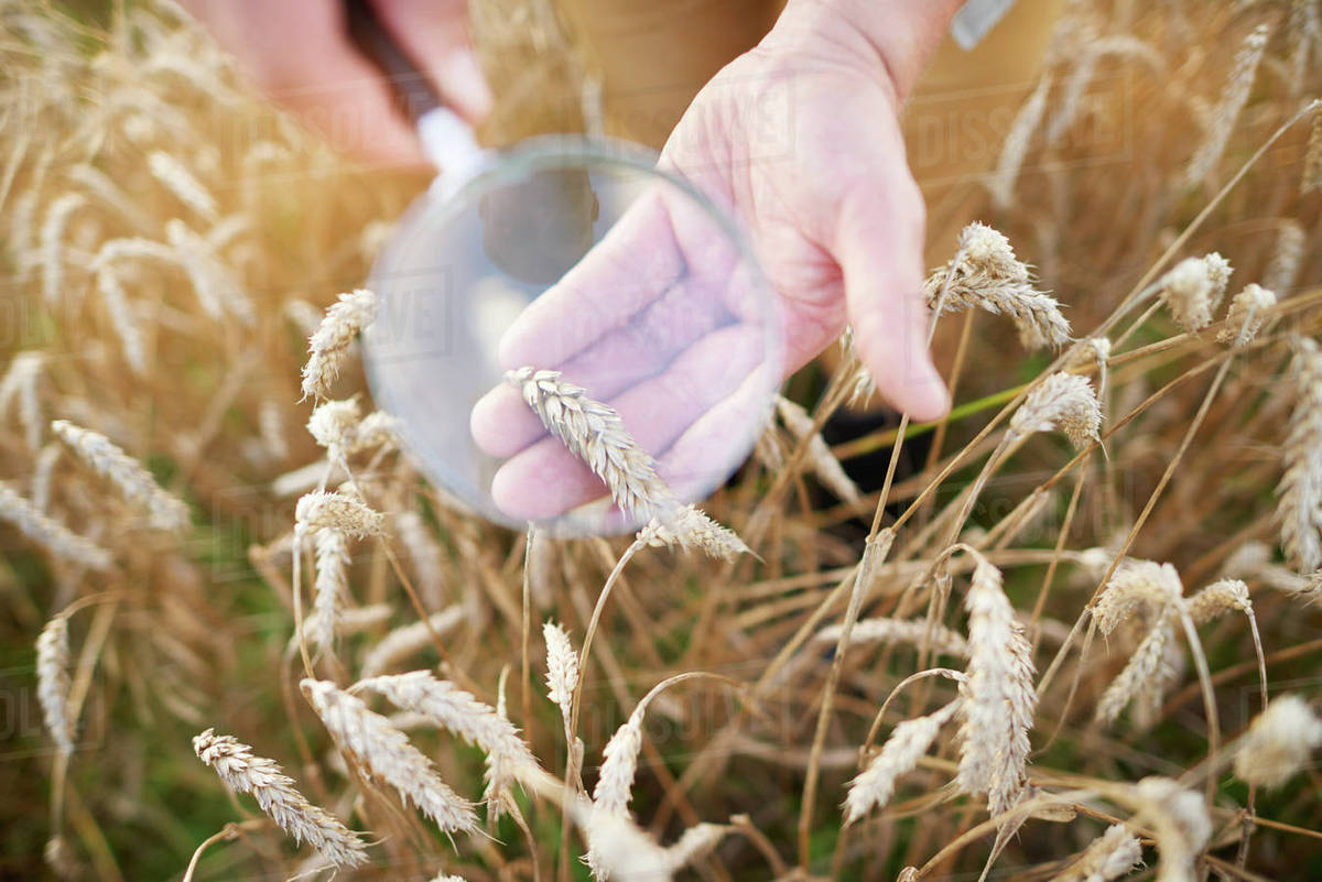 Cropped view of farmers looking through magnifying glass at ear of ...