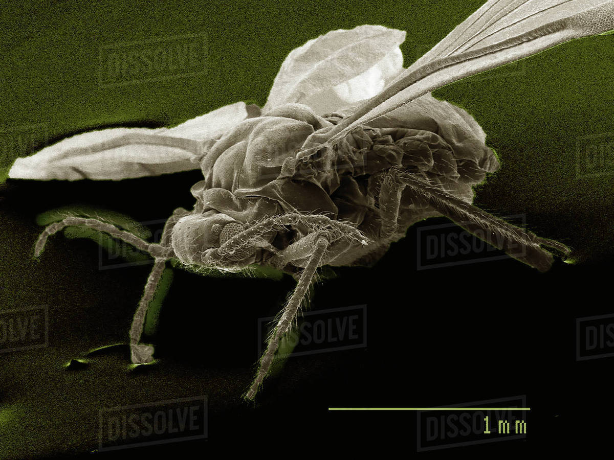 Lateral view of winged aphid, Hemiptera - Royalty-free Stock Photo ...