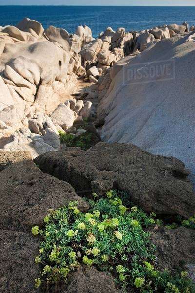 Plants growing in rock formations - Stock Photo - Dissolve