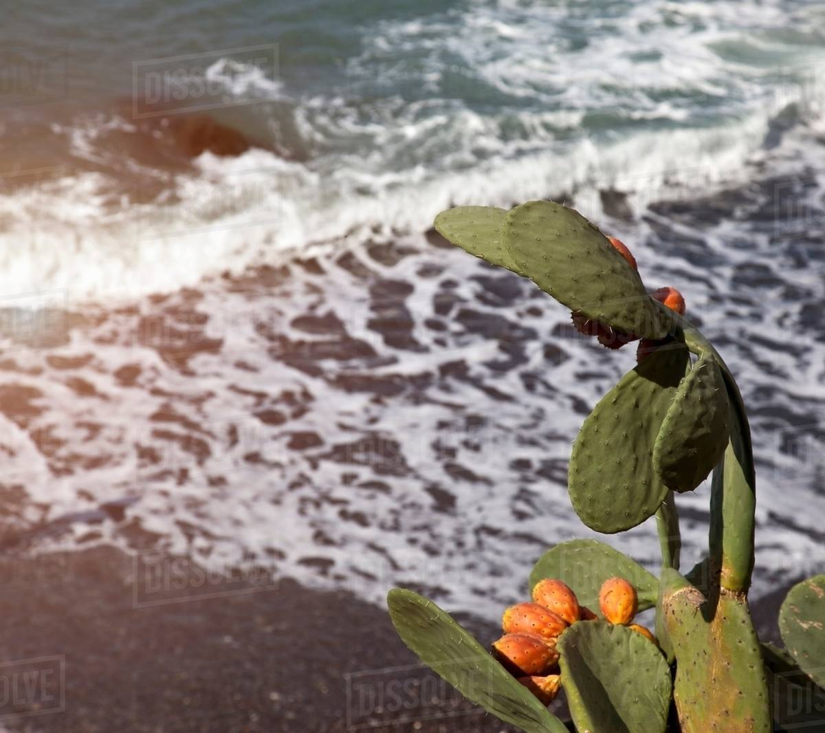 Cactus plant growing on beach - Royalty-free Stock Photo | Dissolve