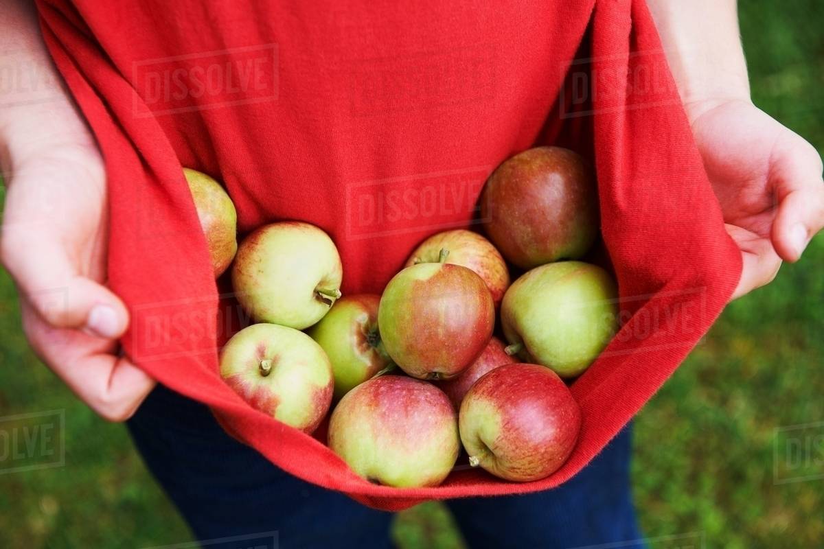 Child carrying fruit in shirt - Royalty-free Stock Photo | Dissolve