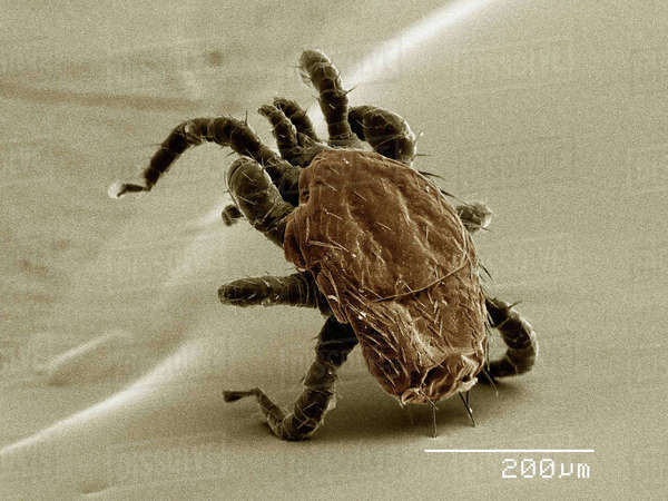 Dorsal view of small mite found on bat, Acrididae - Stock Photo - Dissolve