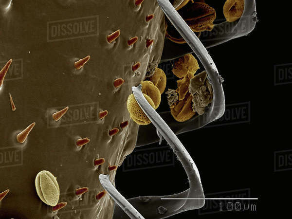 Hamuli, wing hooks, of bumblebee with pollen - Royalty-free Stock Photo ...