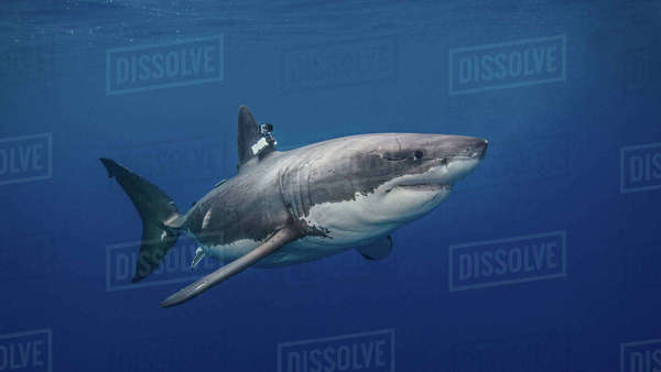 Great White shark with camera clamped on fin for conservation study ...