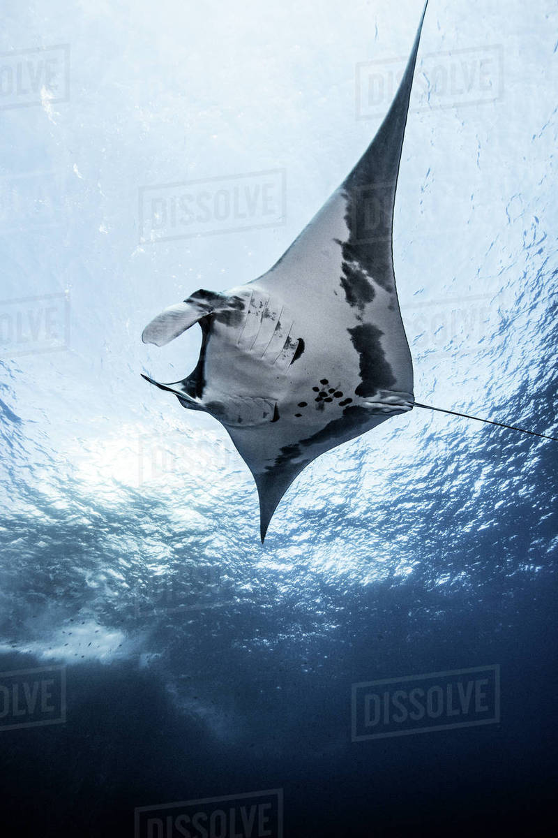 Giant Ocean Manta, underwater view, Socorro, Mexico - Royalty-free ...