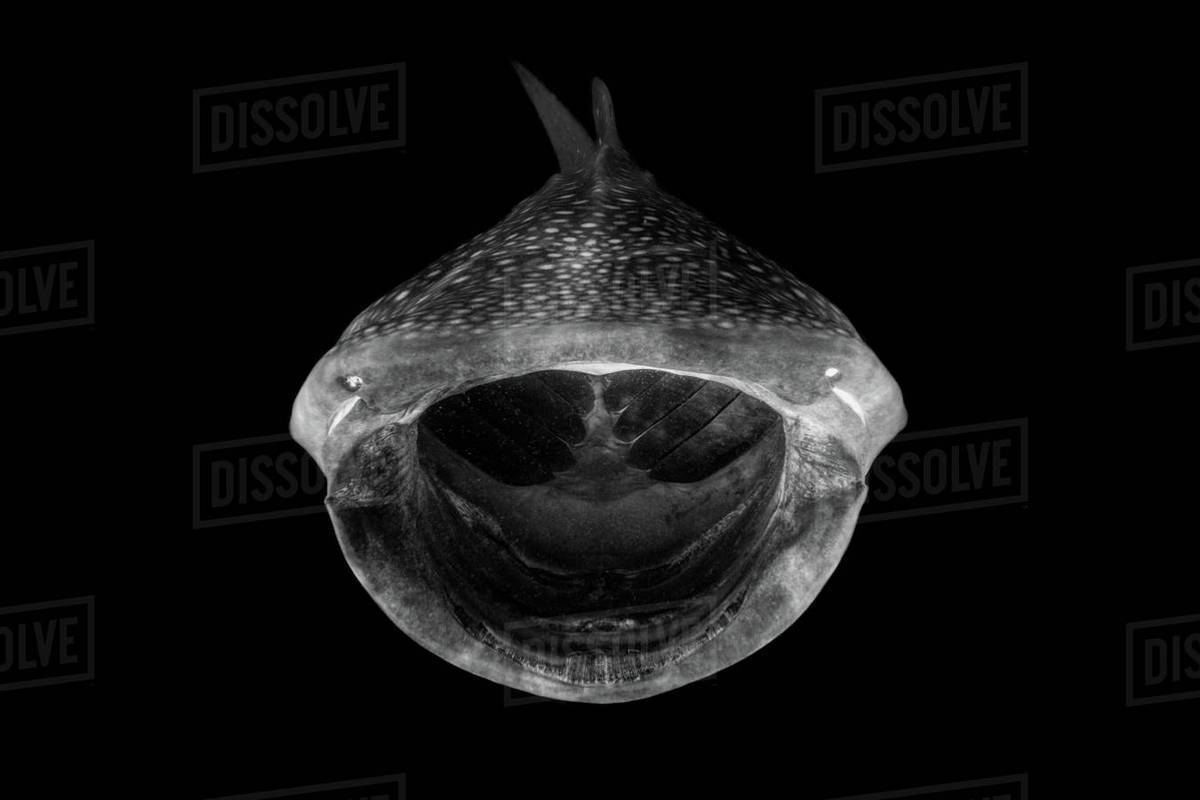 Whale shark, front view, underwater view - Stock Photo - Dissolve