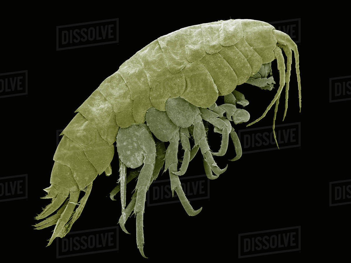 Scanning electron micrograph of a freshwater amphipod (Hyalella sp ...