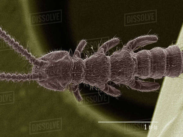 Scanning electron micrograph of a Japygidae - Royalty-free Stock Photo ...