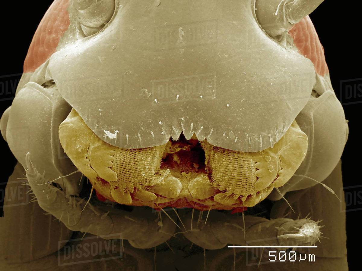 Scanning electron micrograph of a male millipede (Diplopoda) - Stock ...