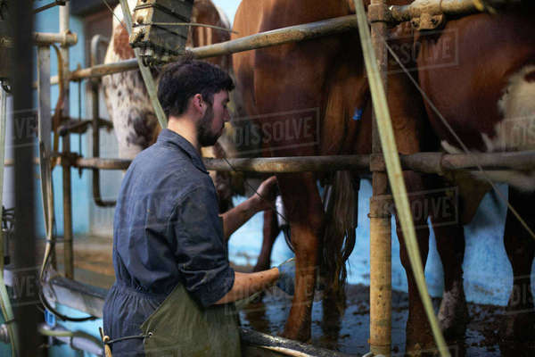 Farmer milking cows in dairy farm, using milking machines - Royalty ...