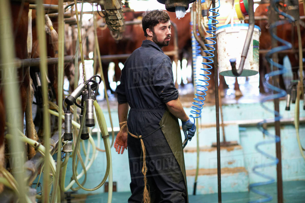 Farmer milking cows in dairy farm, using milking machines - Royalty ...