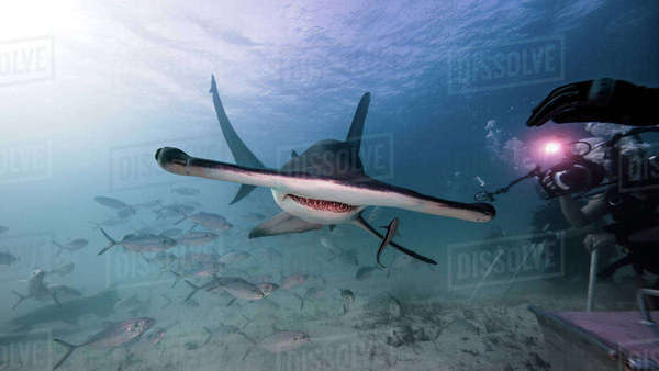 Underwater view male underwater photographer, photographing of ...