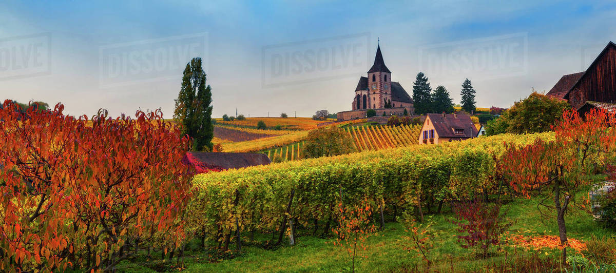 Panoramic rolling landscape with autumn vines, Hunawihr, Alsace, France ...