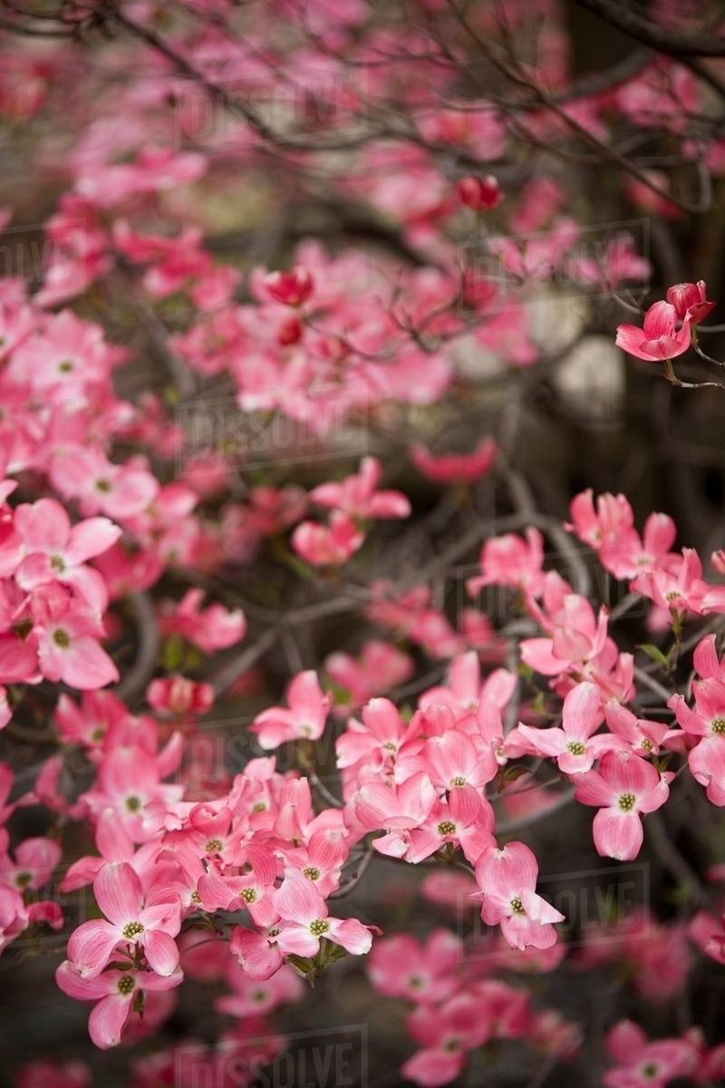 Pink flowers growing on tree - Stock Photo - Dissolve