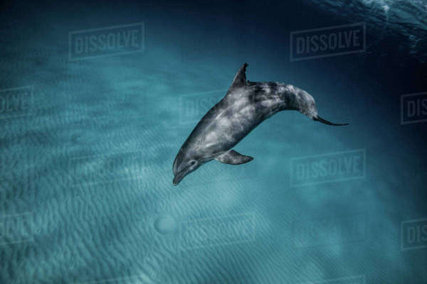 Dolphin, underwater view, Bimini, Bahamas - Royalty-free Stock Photo ...