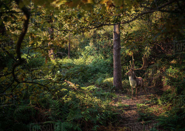 Deer in woodlands, West Midlands, UK - Stock Photo - Dissolve