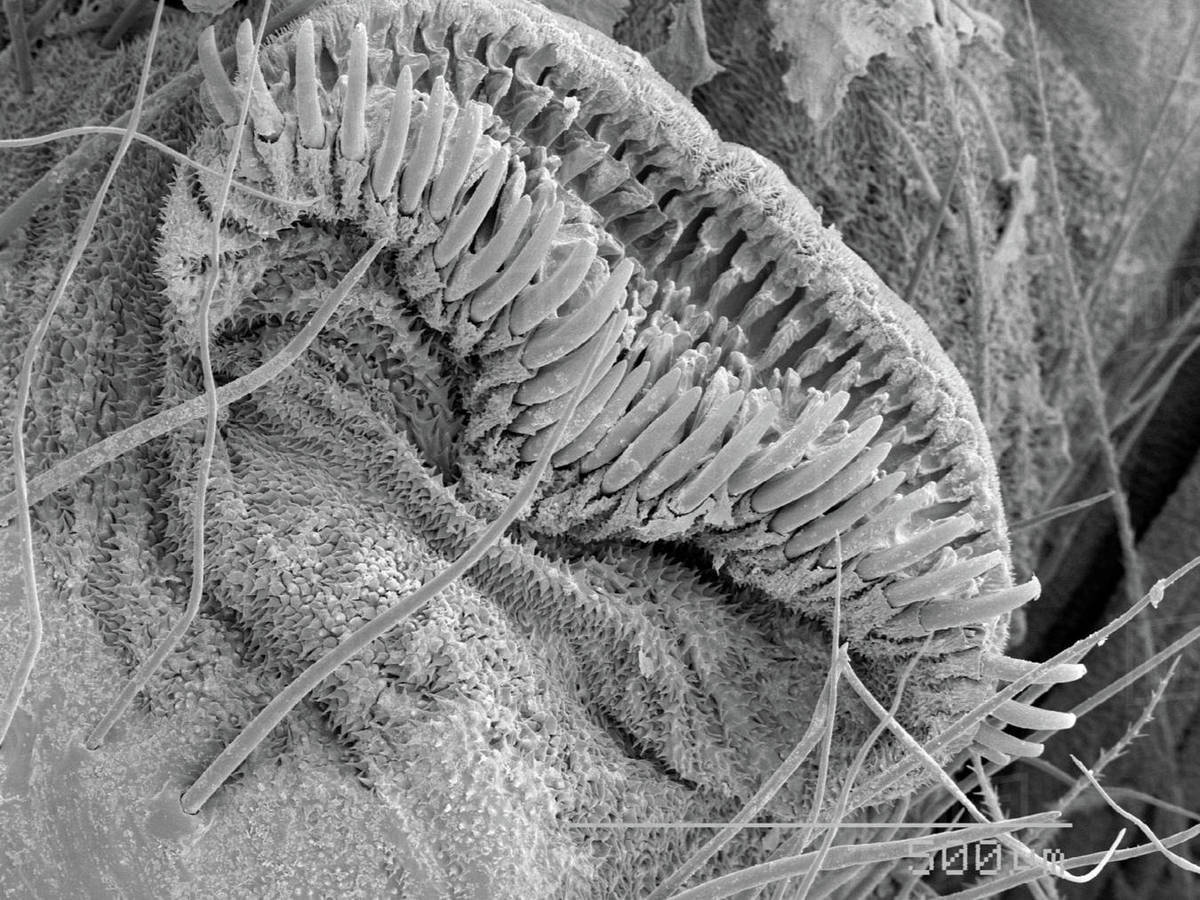 Magnified view of proleg of caterpillar - Royalty-free Stock Photo ...