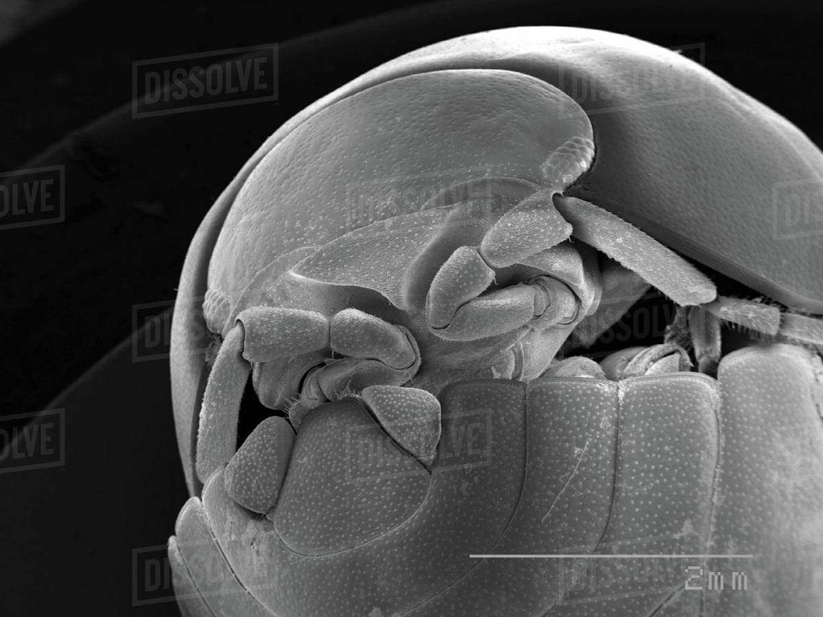 Magnified view of pillbug - Royalty-free Stock Photo | Dissolve