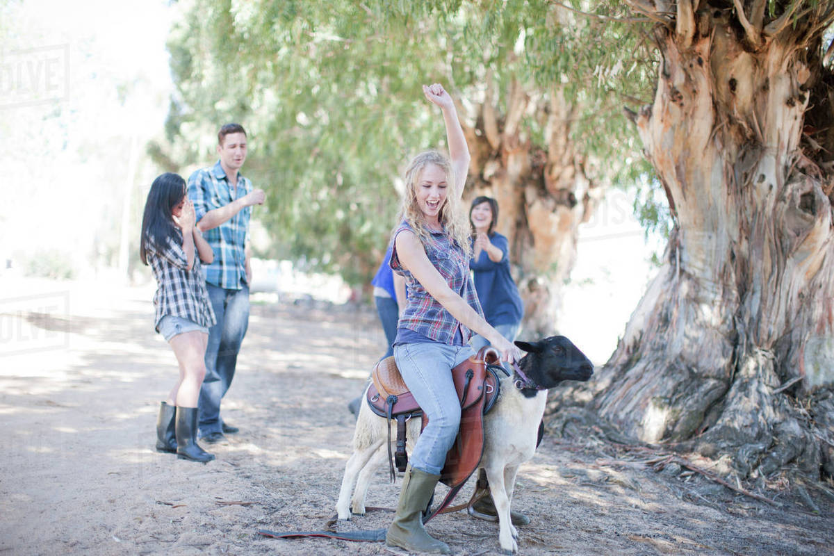 Four young friends messing about, woman riding sheep - Royalty-free ...