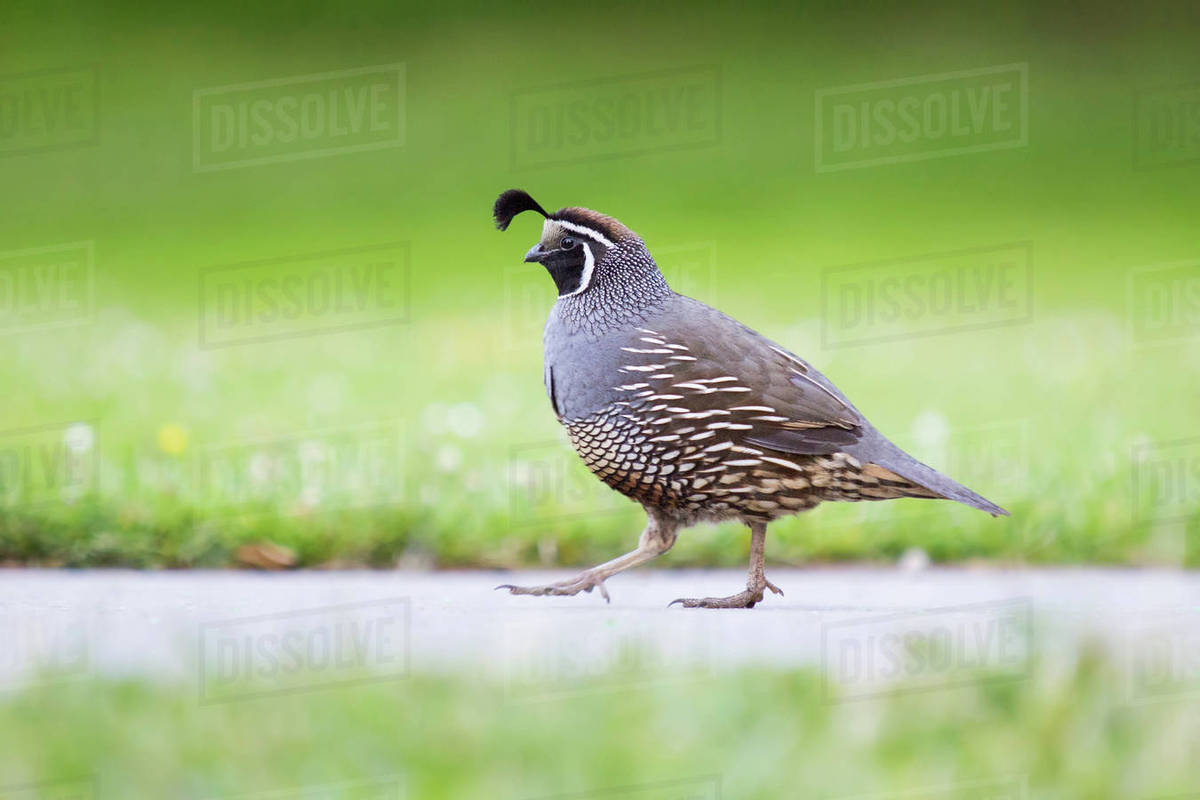 California Quail, Callipepla californica - Royalty-free Stock Photo ...
