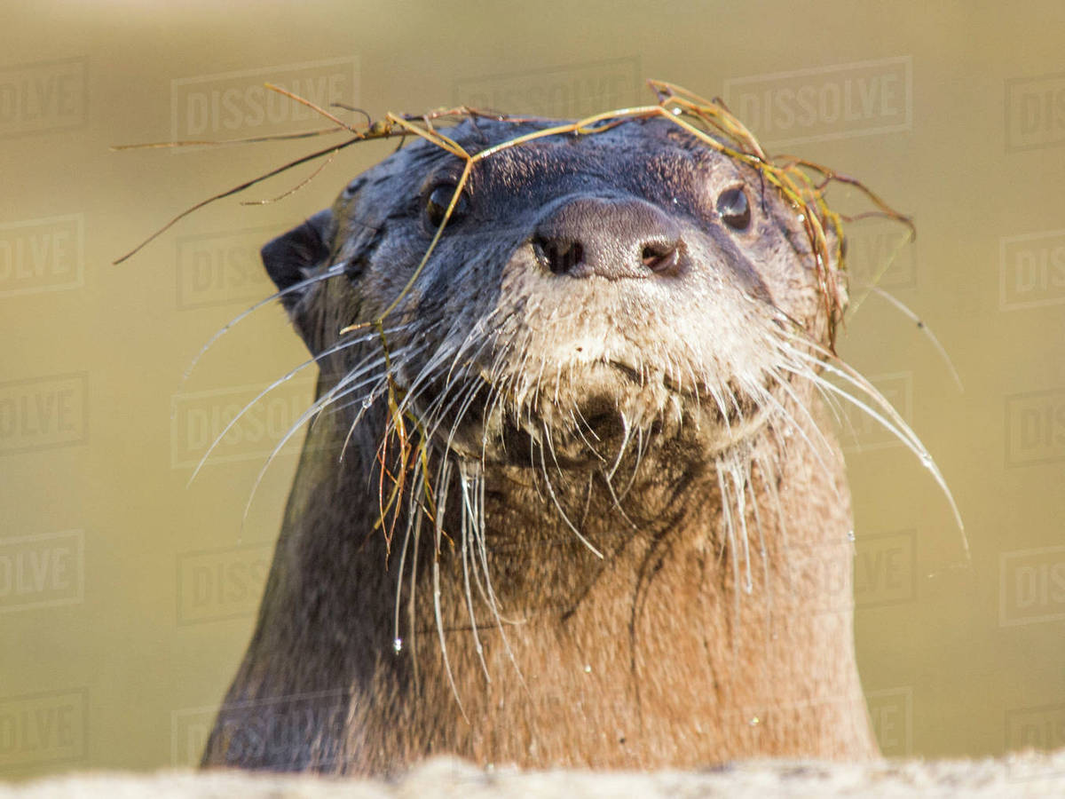 North American River Otter, Lontra canadensis, "Sutro Sam", the only ...