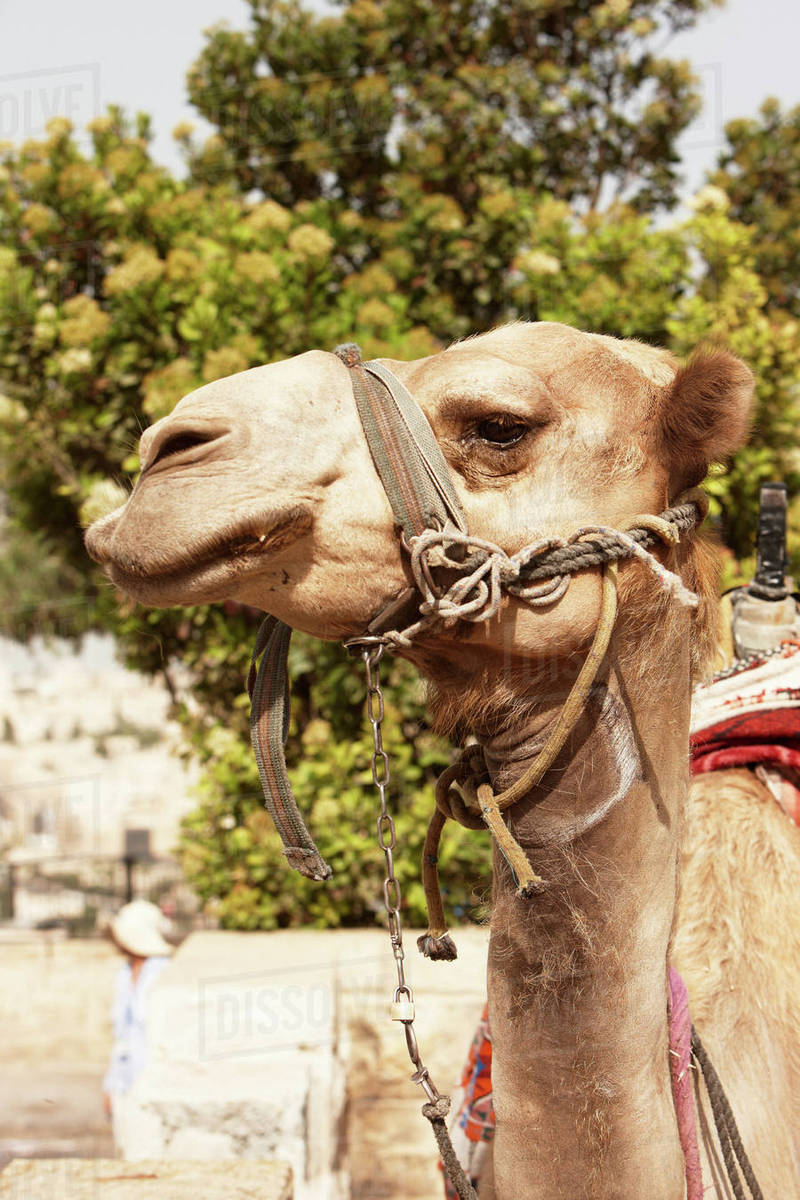 Camel in Jerusalem, Israel - Royalty-free Stock Photo | Dissolve