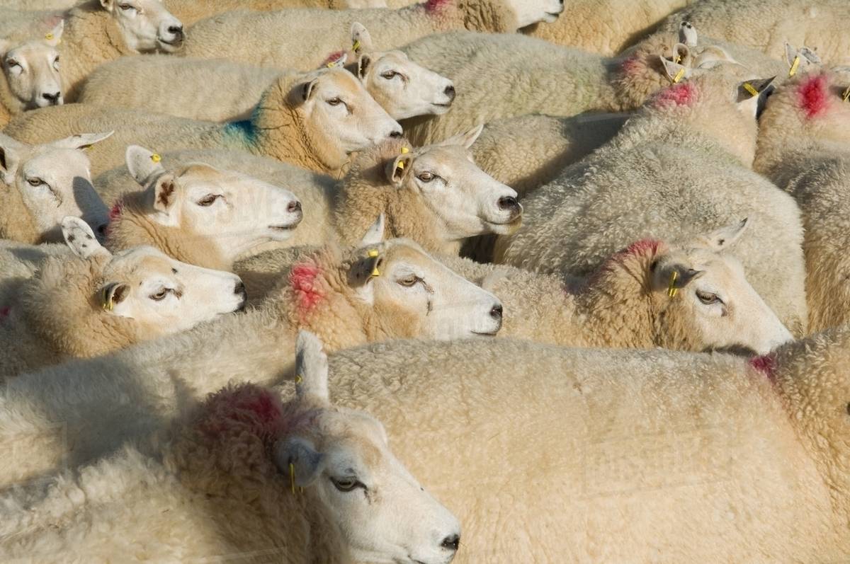 Flock of sheep standing together - Royalty-free Stock Photo | Dissolve