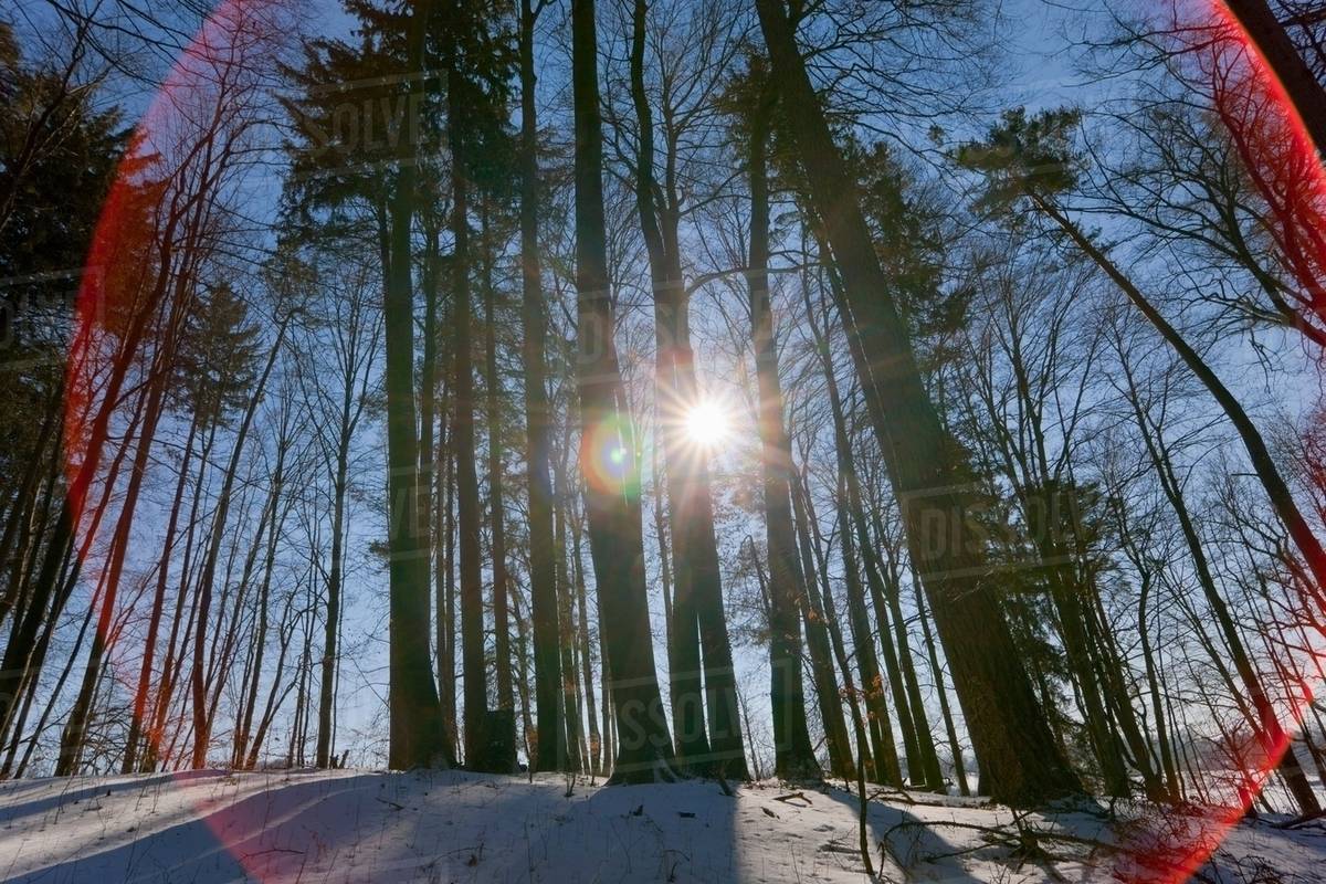 Sun shining through snowy forest - Stock Photo - Dissolve