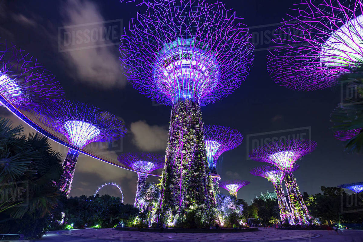 Purple Supertree Grove at night, Singapore, South East Asia - Royalty ...