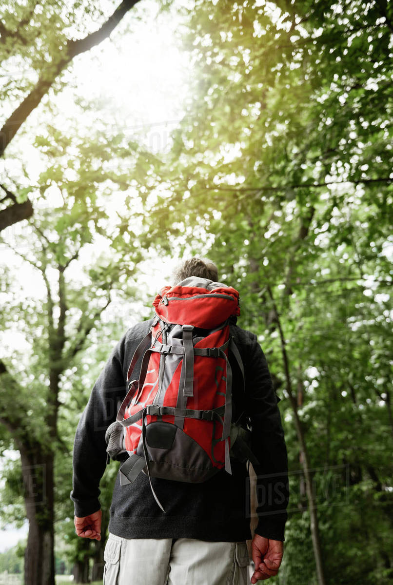 Senior man walking in forest, carrying backpack, rear view - Royalty ...