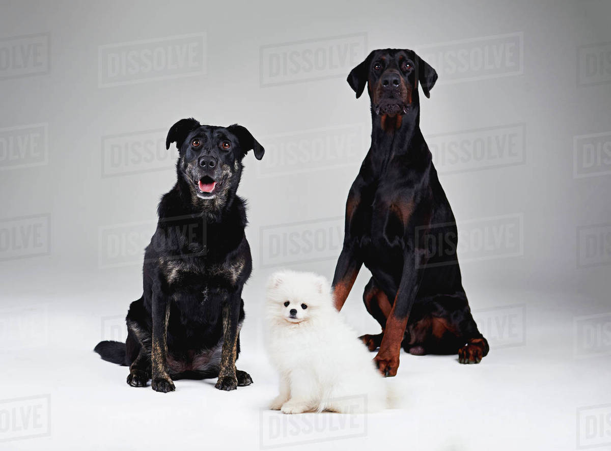 Studio portrait of three dogs - Royalty-free Stock Photo | Dissolve