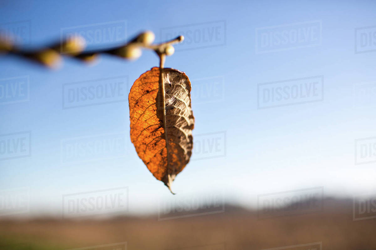 Single leaf on end of branch - Stock Photo - Dissolve