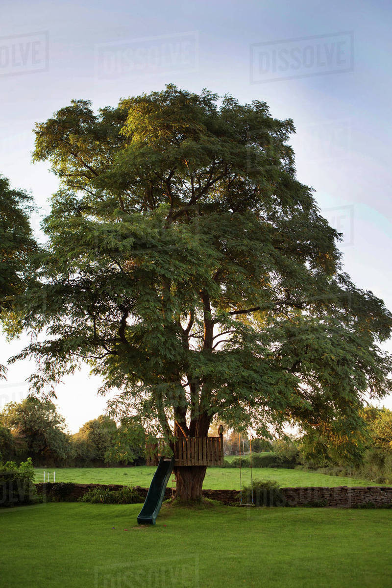 Tree house with slide in tree - Royalty-free Stock Photo | Dissolve