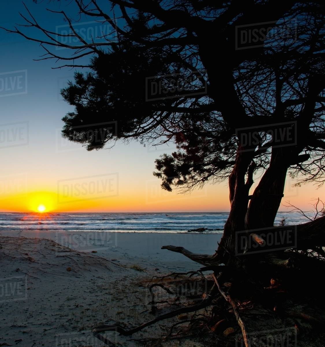 Tree growing on beach at sunrise - Stock Photo - Dissolve