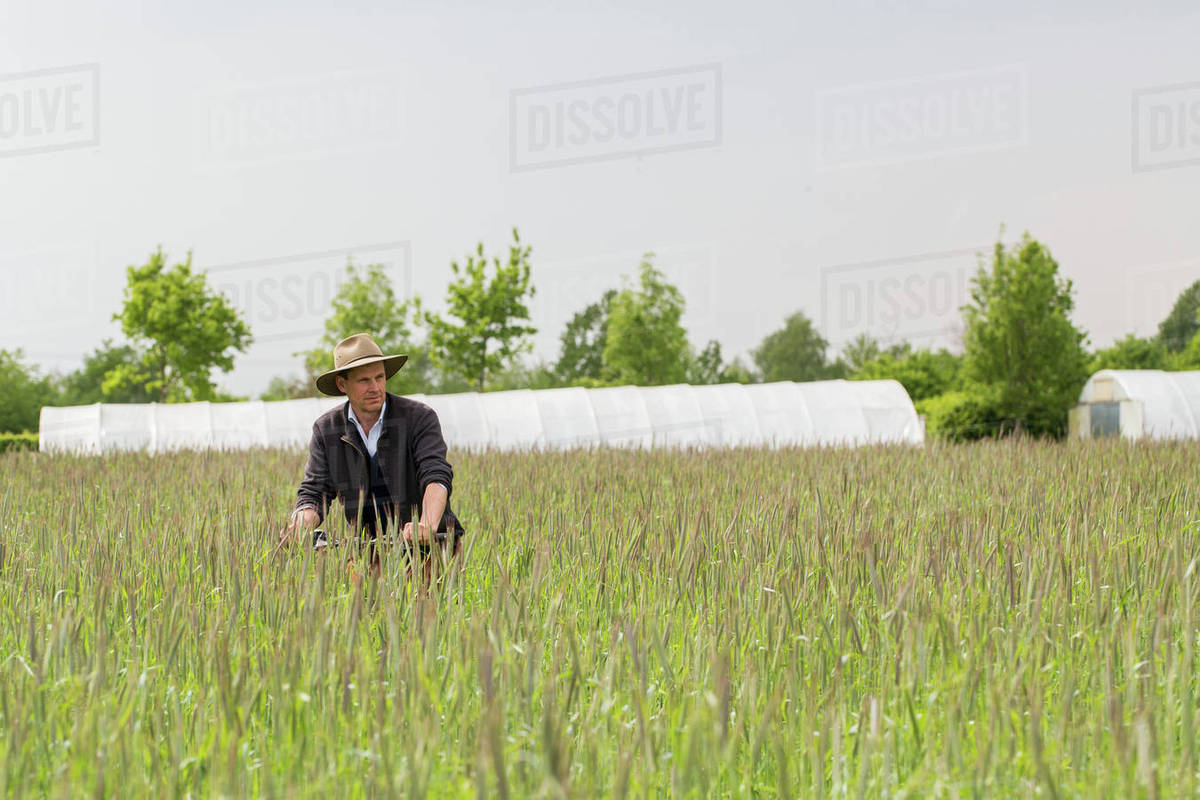 Farmer quality checking crops in field - Stock Photo - Dissolve