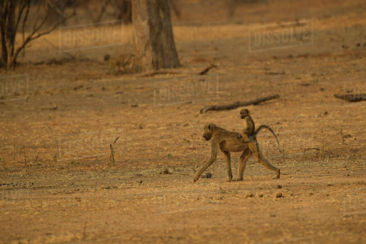 Female baboon (Papio cynocephalus ursinus) walking on all fours with ...