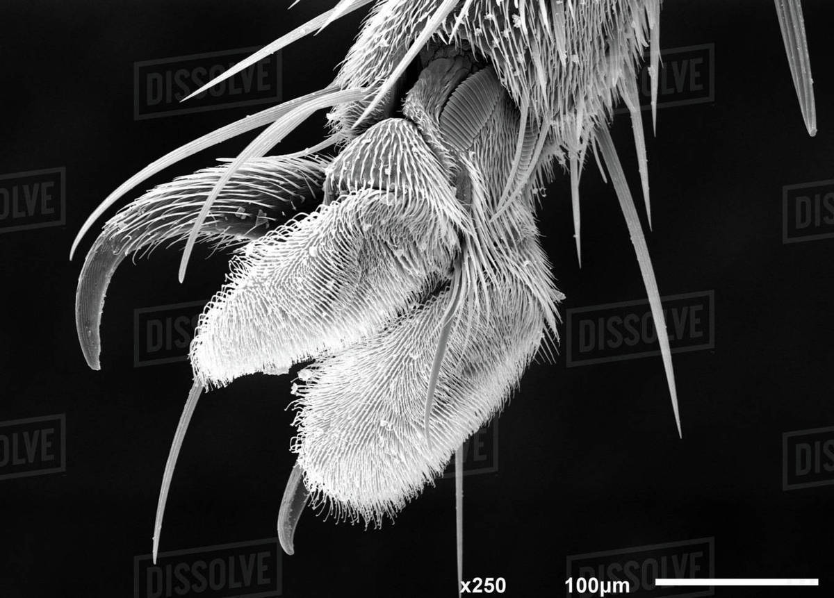 Foot of house fly (Muscidae) imaged in a scanning electron microscope ...