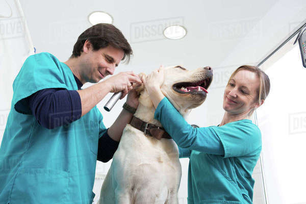Vets giving labrador retriever ear checkup - Stock Photo - Dissolve
